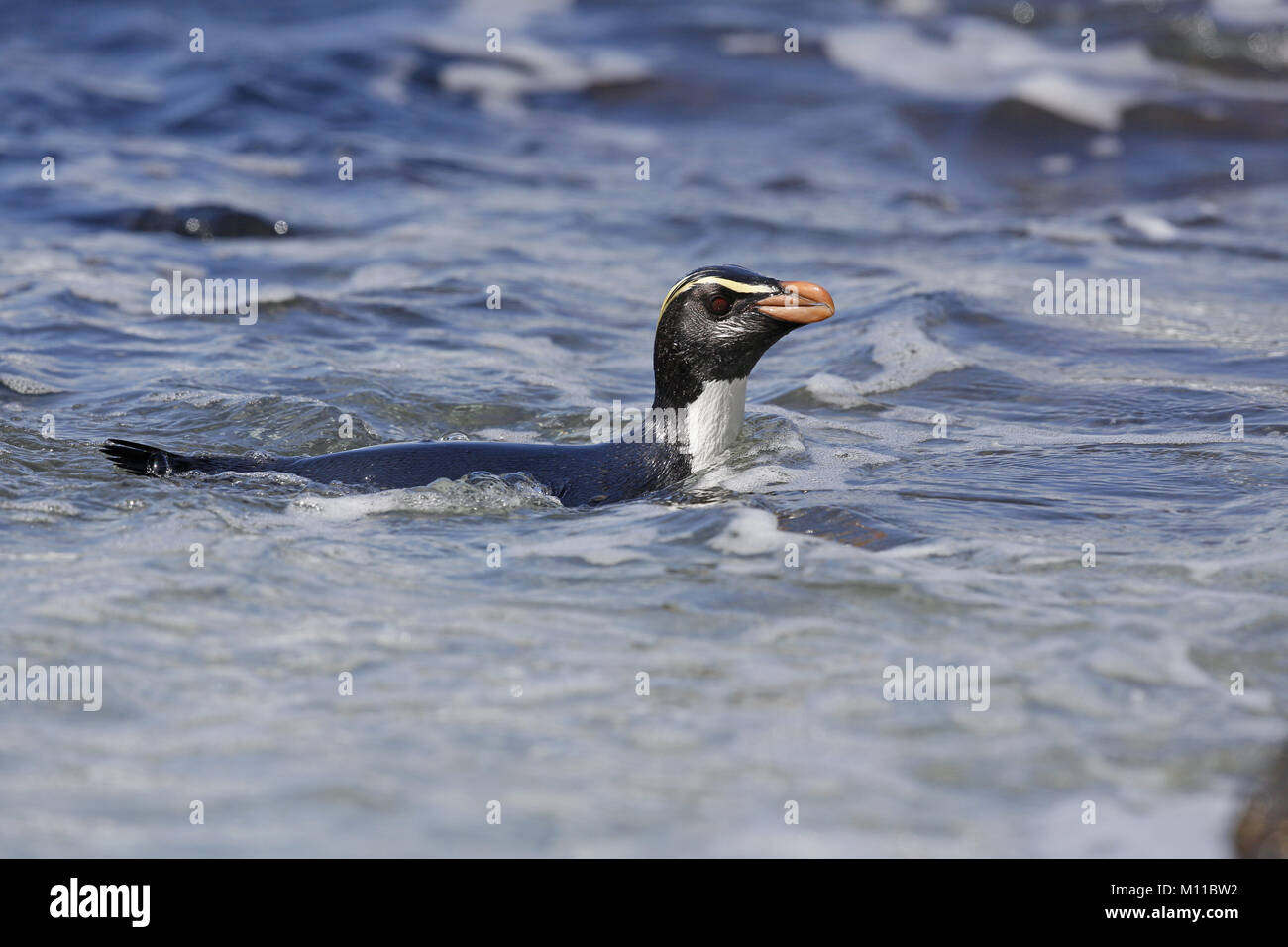 Fiordland penguin close to shore hi-res stock photography and images ...