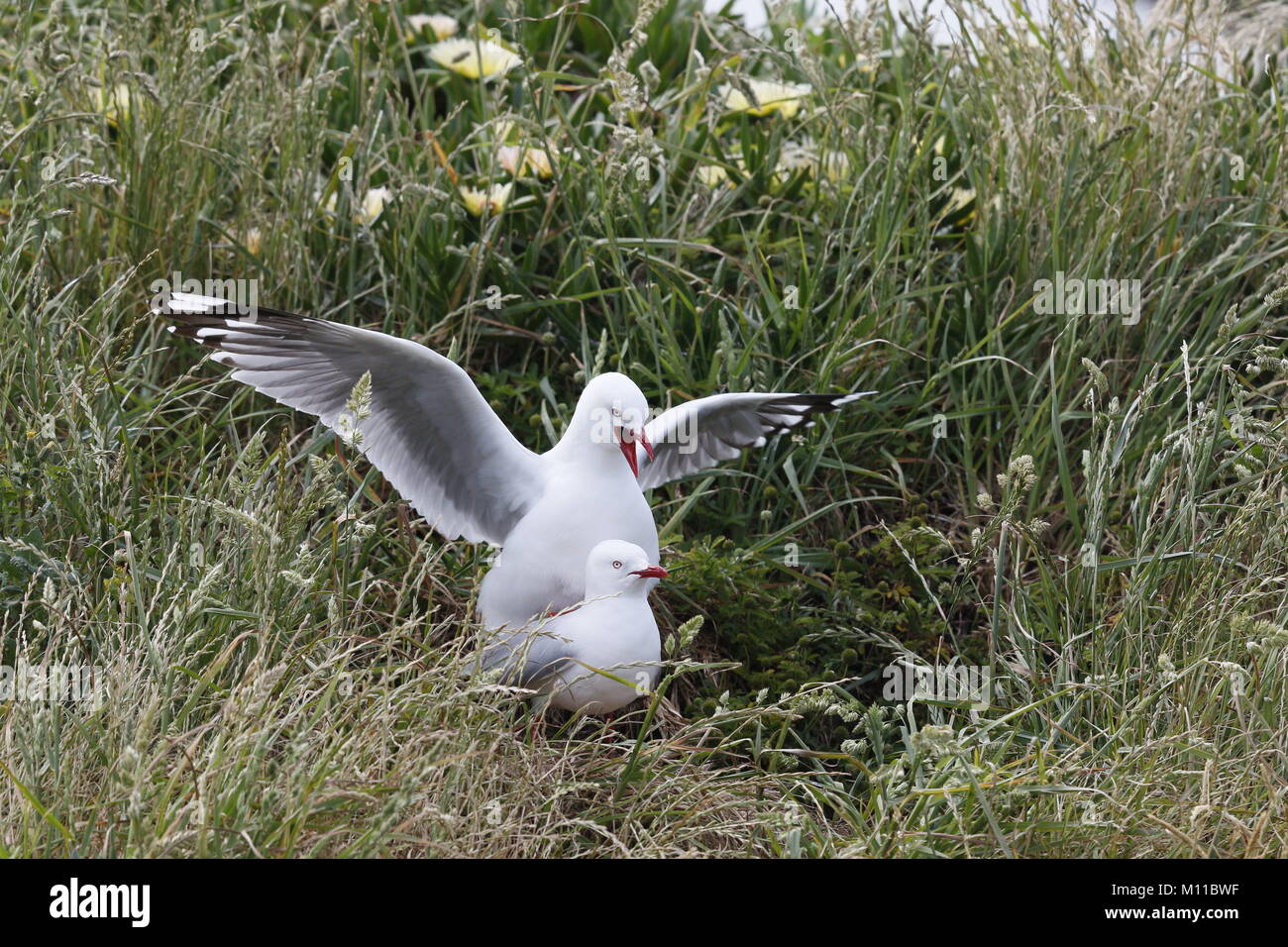 Backlit gull hi-res stock photography and images - Alamy