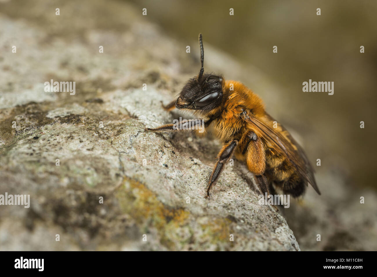 A female Buffish Mining Bee - Andrena nigroaenea - resting on a rock ...