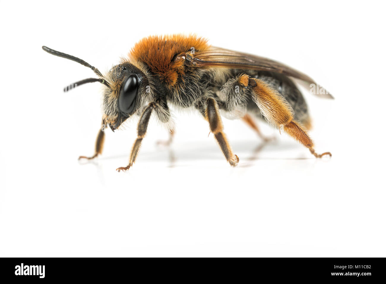 Male female bug Cut Out Stock Images & Pictures - Alamy