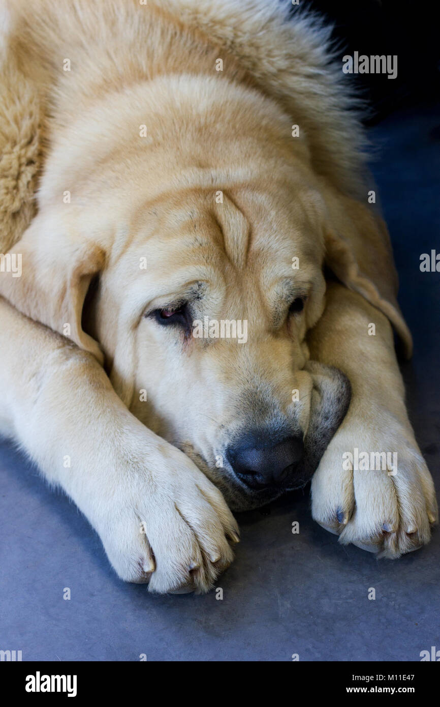 Sad huge beige dog American mastino lying on a floor Stock Photo - Alamy
