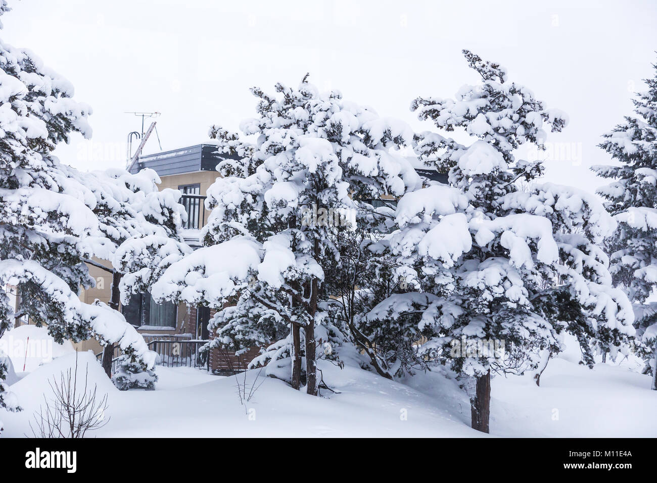 Trees coverred with lots of snow during winter in Hokkaido, Japan Stock ...