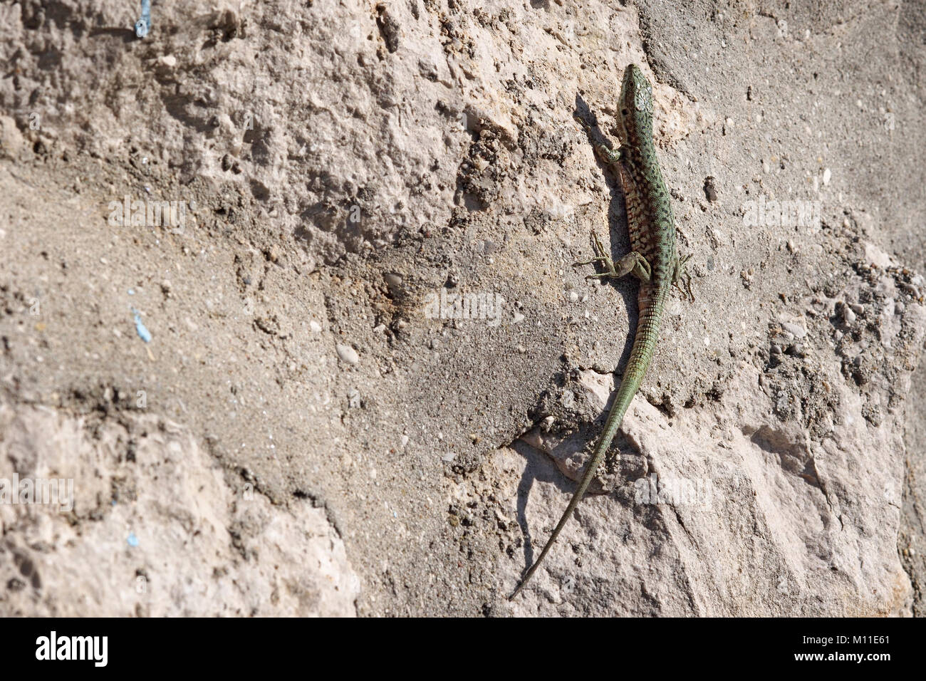 Reptile. A lizard on the wall. Horizontal format picture Stock Photo ...
