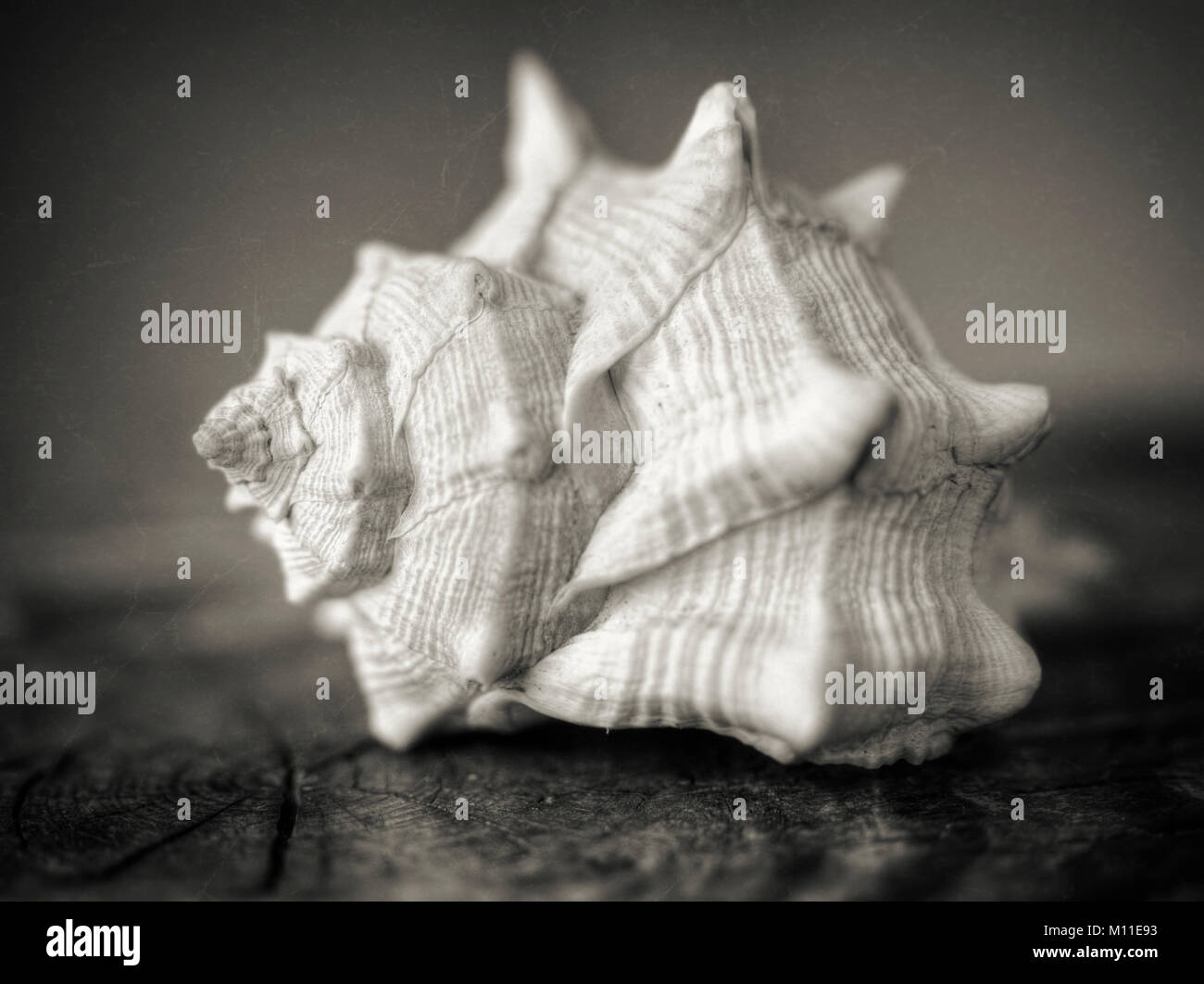 Conch shell black and white hi-res stock photography and images - Alamy