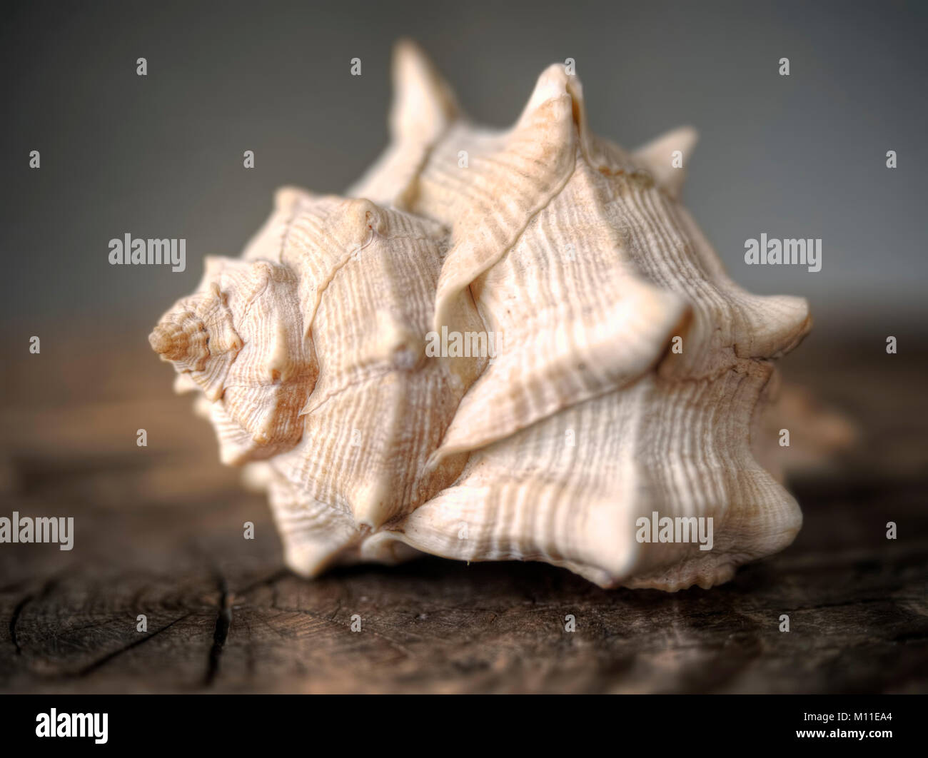 Tropical texture hi-res stock photography and images - Alamy