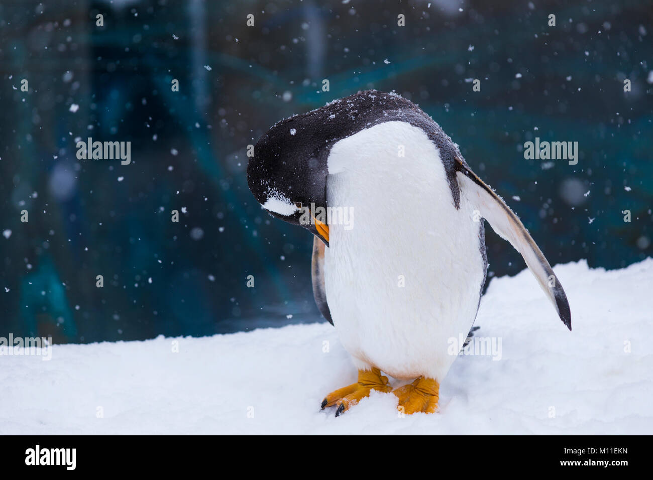 Zoo penguin standing alone in snow, scratching himself, with falling ...