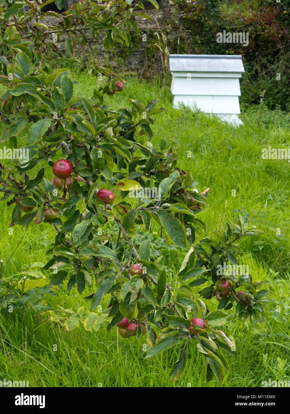 Beehive in the orchard hi-res stock photography and images - Alamy