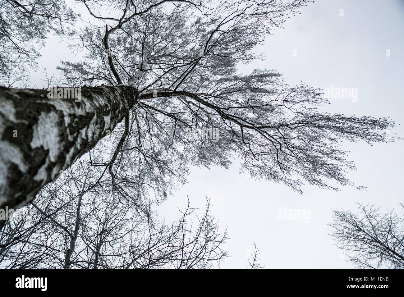 Birch arbors hi-res stock photography and images - Alamy