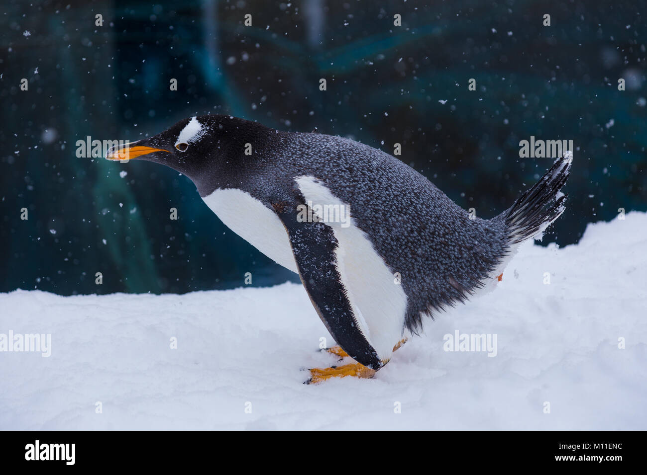 Penguin in a zoo standing alone in snow during falling snow, lifting ...