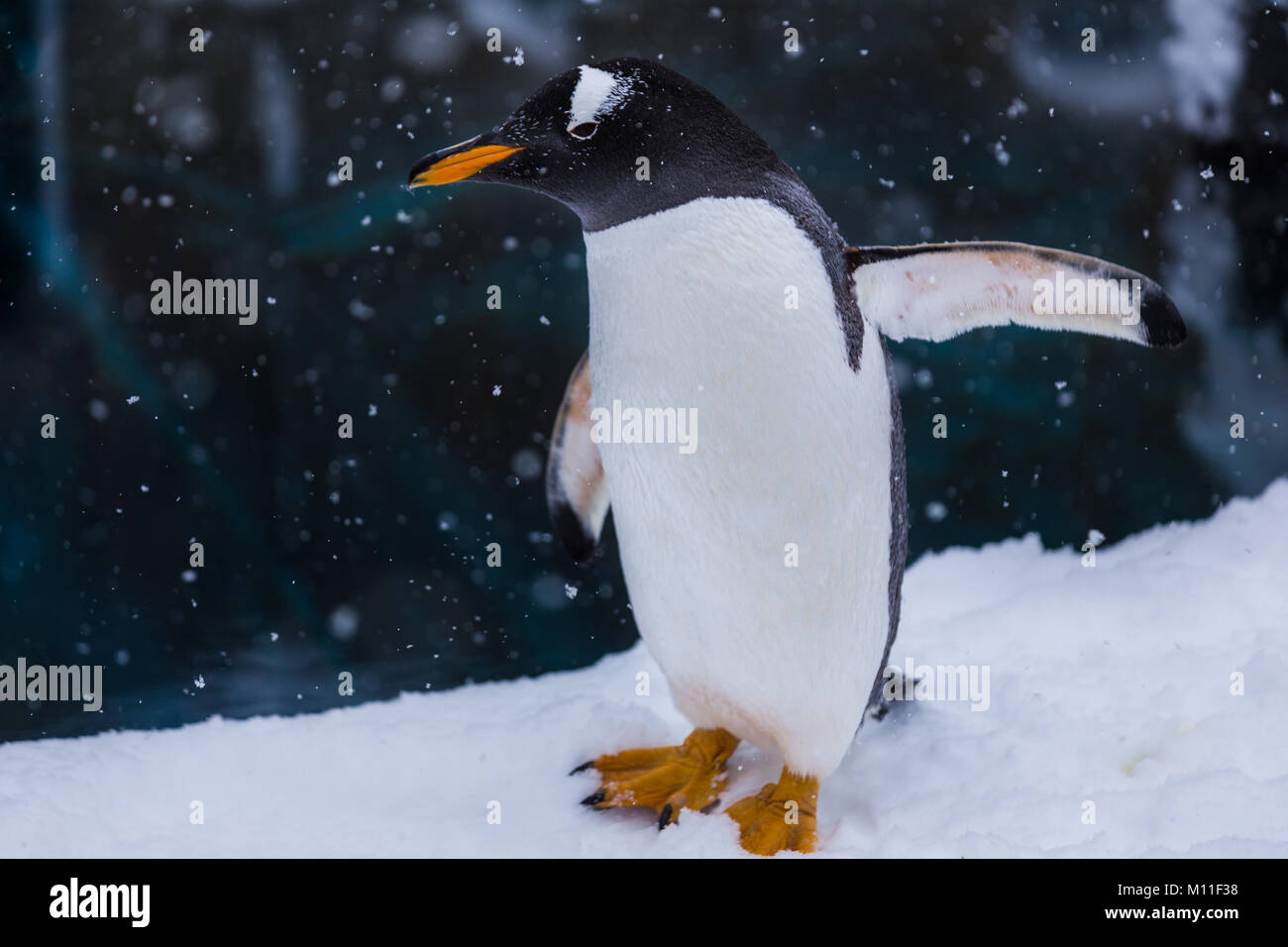 Penguin in the zoo hi-res stock photography and images - Alamy