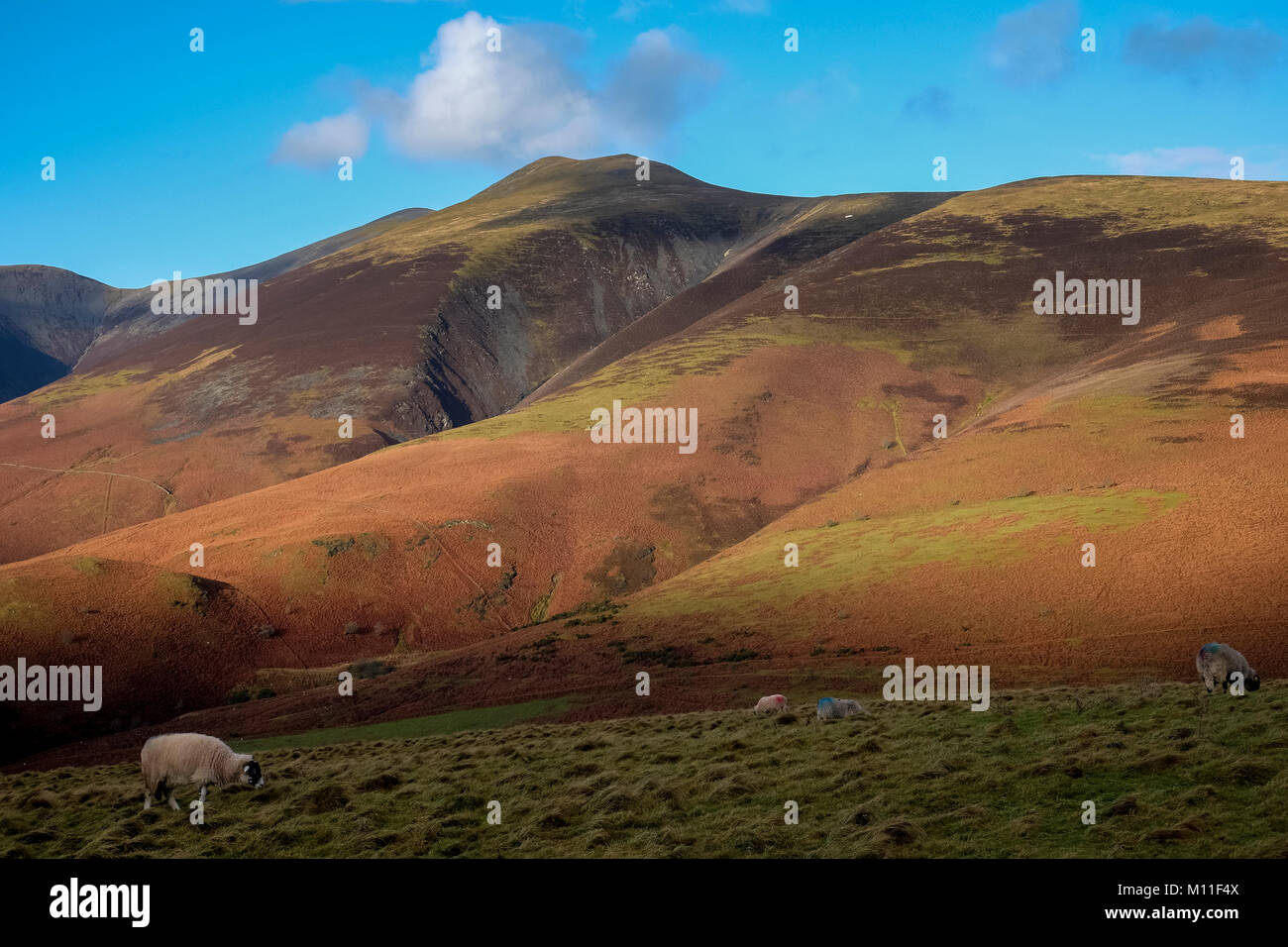 Skiddaw mountain from Latrigg, Keswick, Lake District, Cumbria, England ...