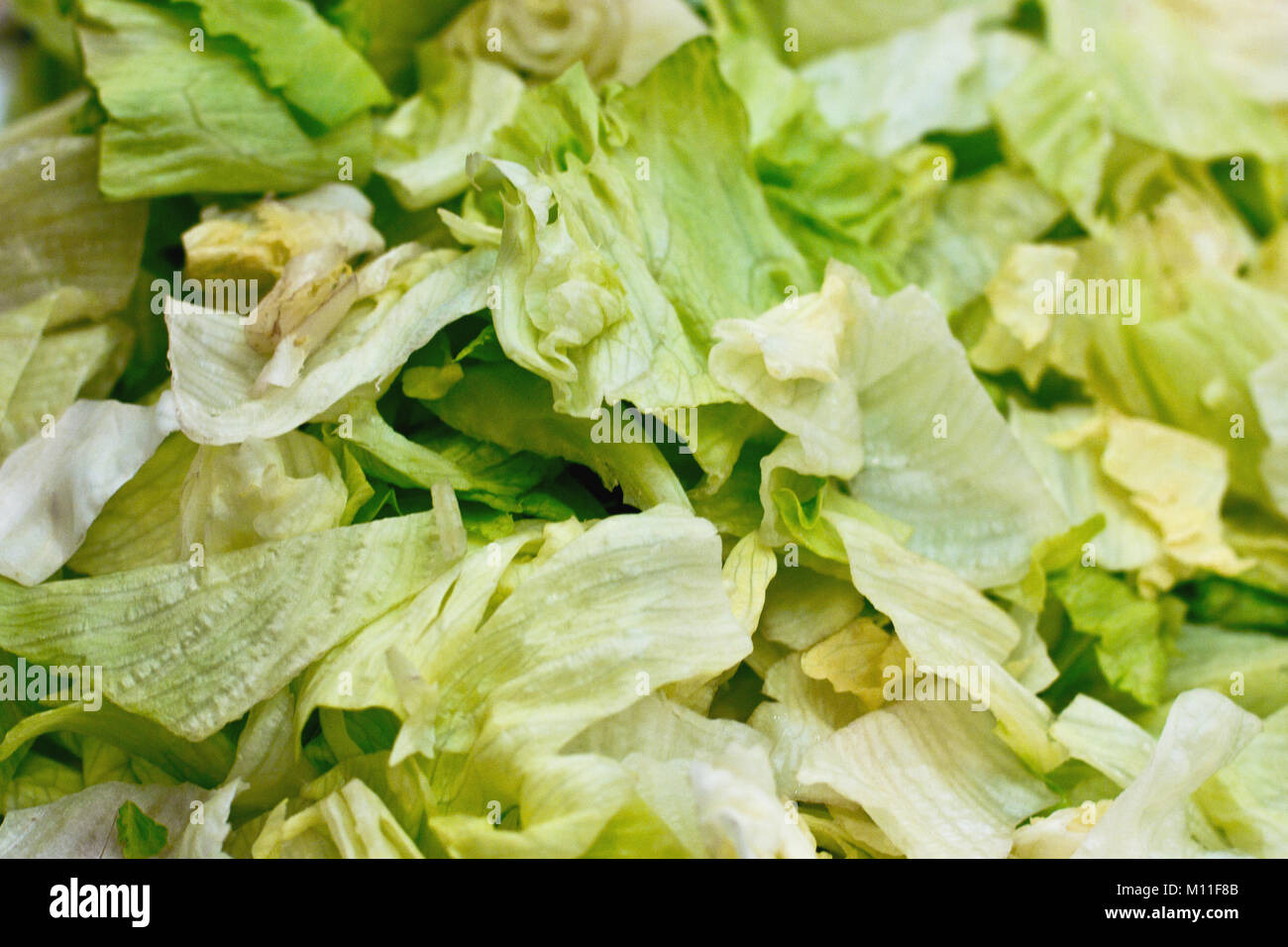 Fresh sliced green lettuce leaves close-up macro Stock Photo - Alamy