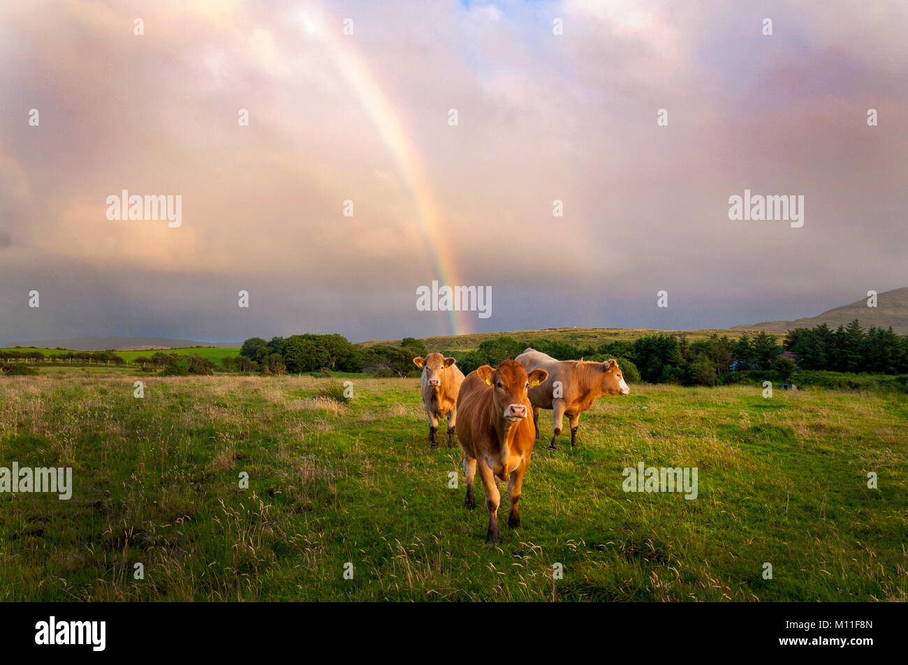 Beef export ireland hi-res stock photography and images - Alamy