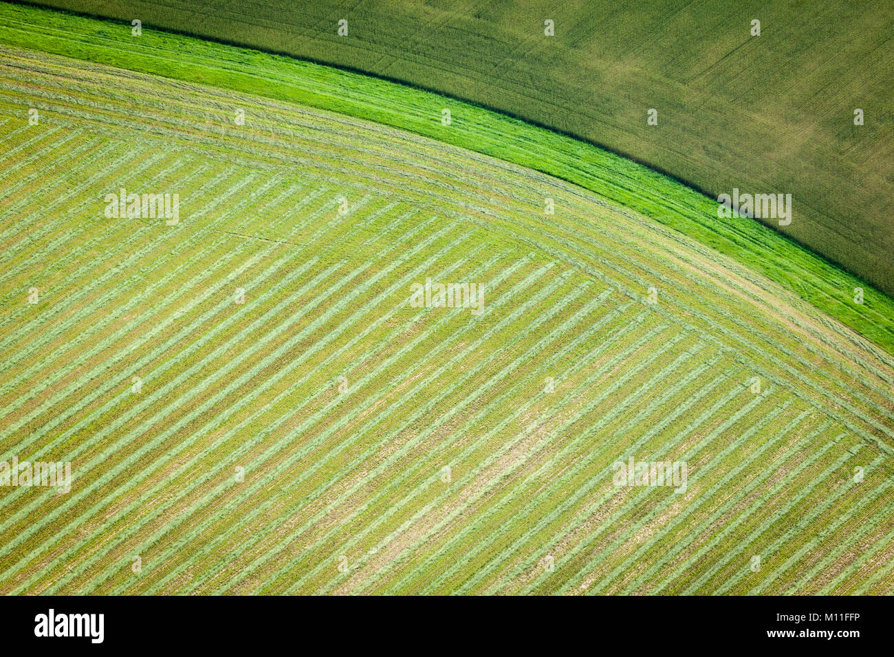 Aerial view of freshly cut hay in windrows ready to bale Stock Photo ...