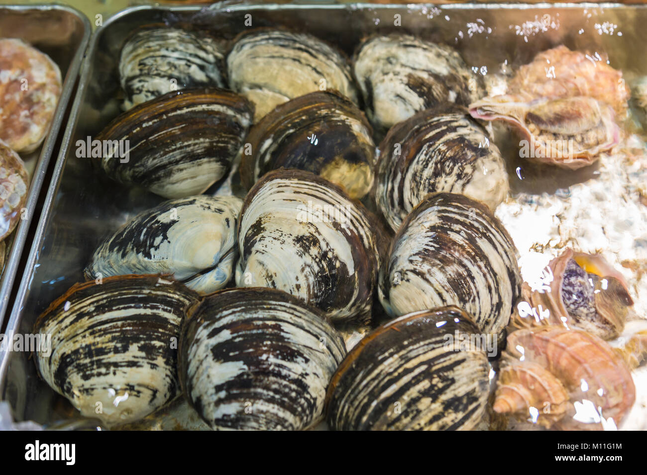Fresh sea shell clams in water at a fresh market in Otaru, Japan Stock ...