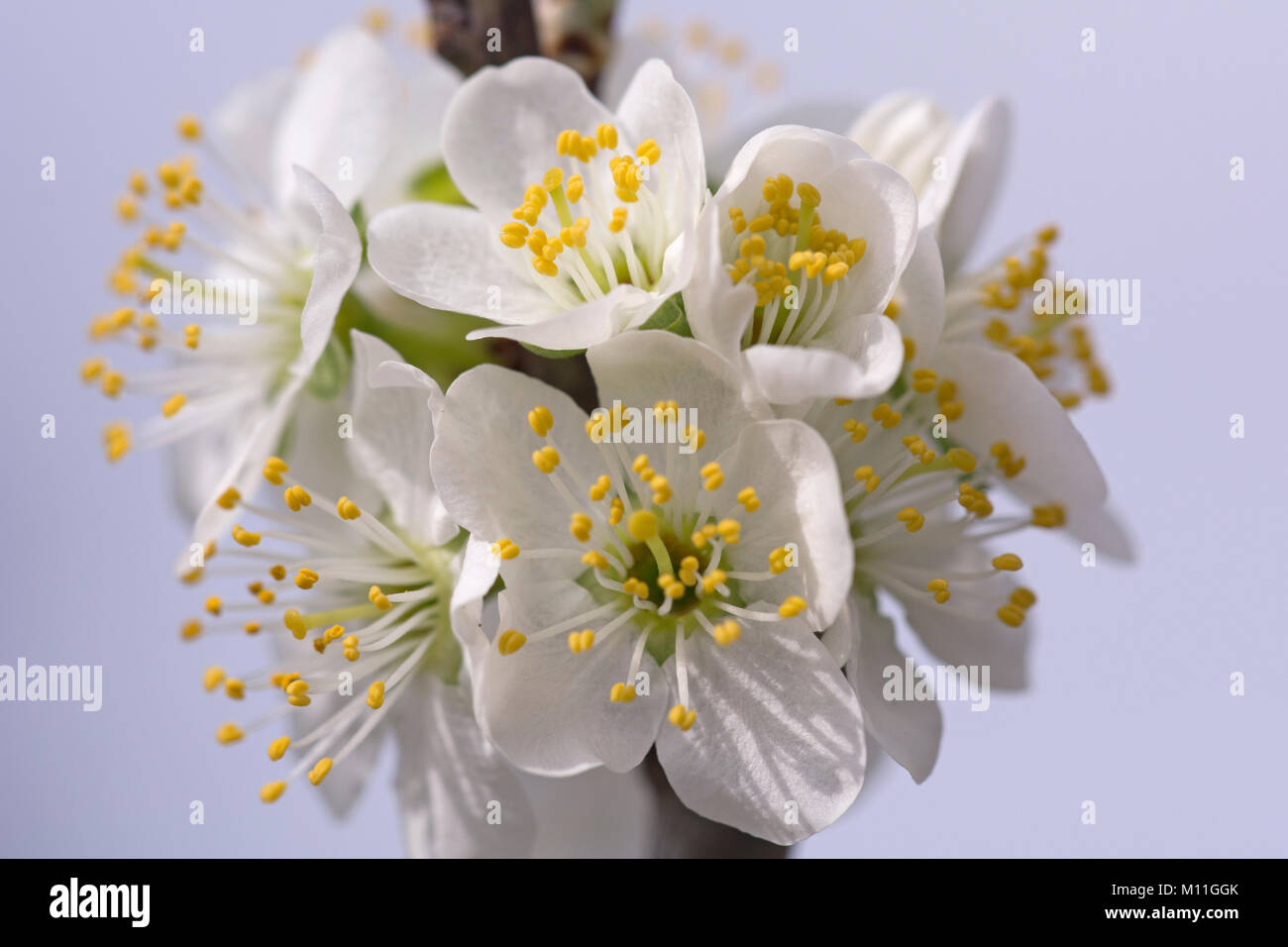 Zwetsche hi-res stock photography and images - Alamy