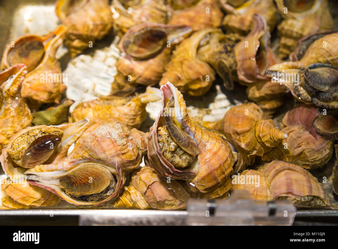Fresh conch, marine molluscs, being sold at Japanese fresh market in ...