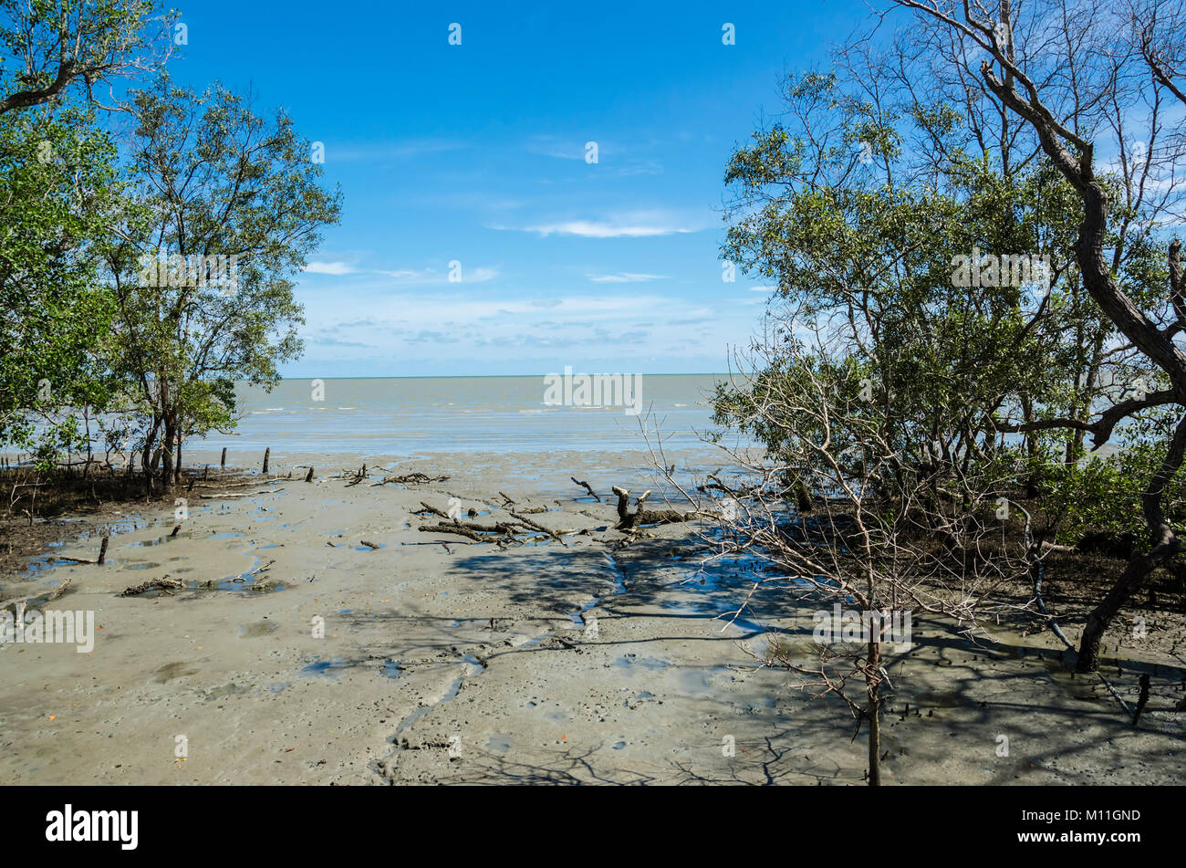 Mangrove swamp in the tropical beach - mangrove swamp at Setiawan ...