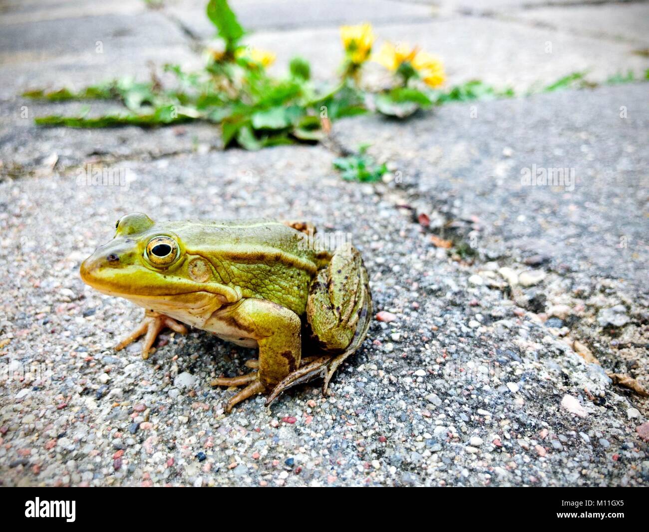 sitting green frog looking curiously at the camera with dandelion in ...