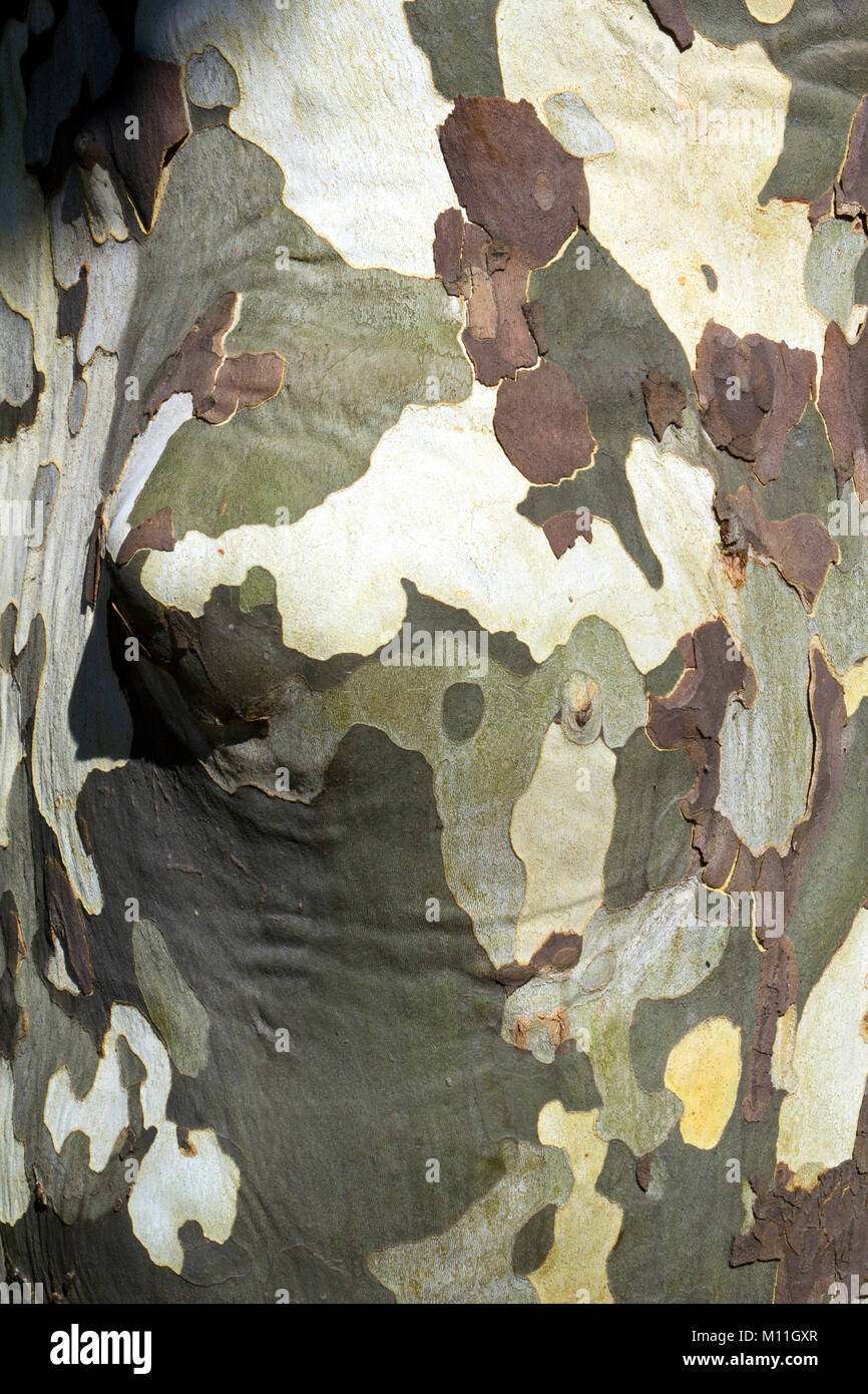 Old gnarled Plane Tree bark pattern Stock Photo - Alamy