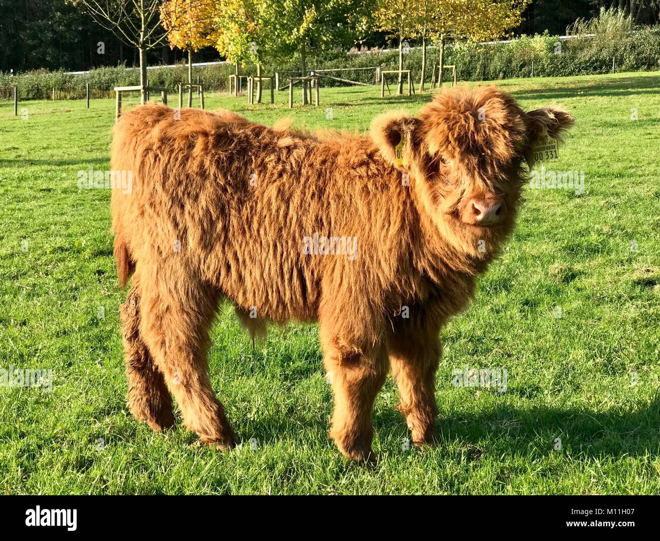 buffalo maverick looking curiously at the camera at a pasture Stock ...