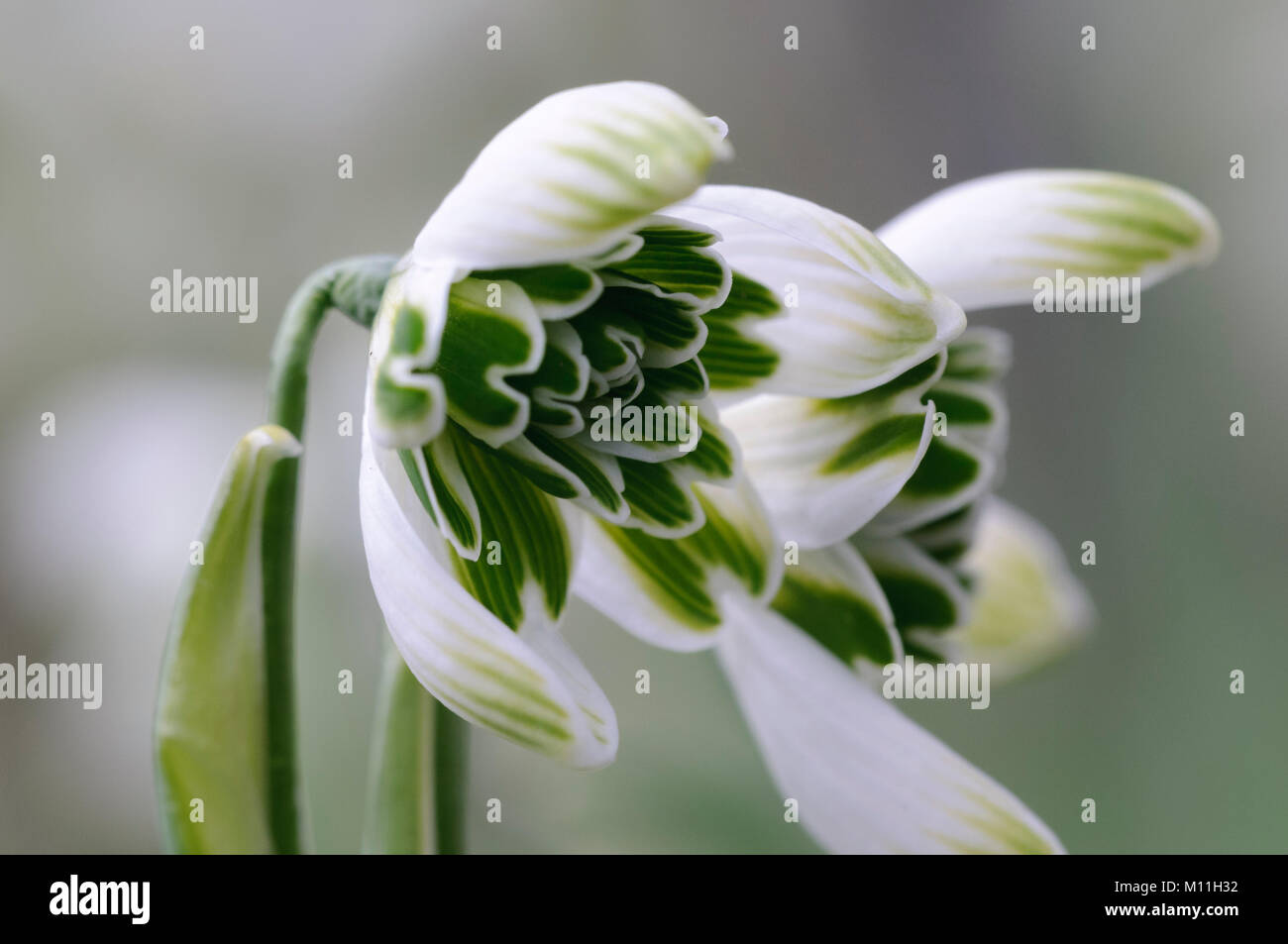 Jacquenetta hi-res stock photography and images - Alamy