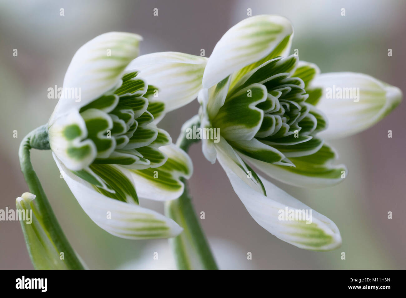 Jacquenetta hi-res stock photography and images - Alamy