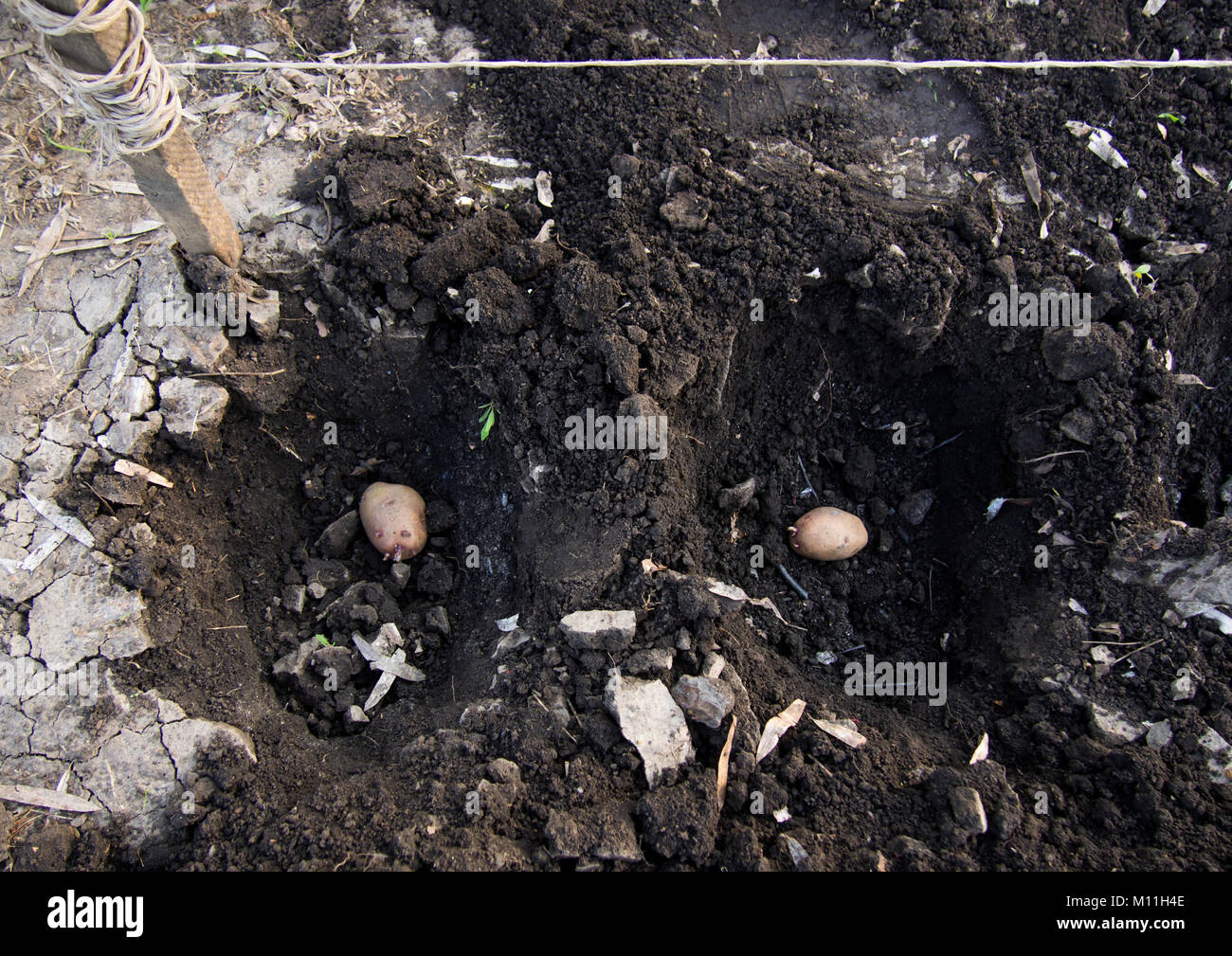 Potato tubers placed in the excavation pits Stock Photo - Alamy