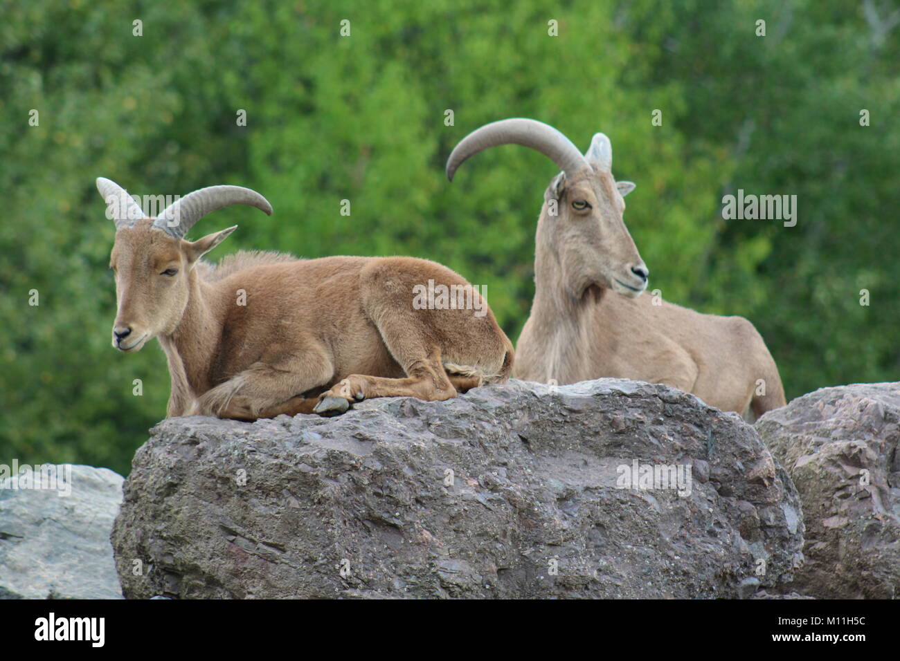 Goats resting on a rock Stock Photo - Alamy