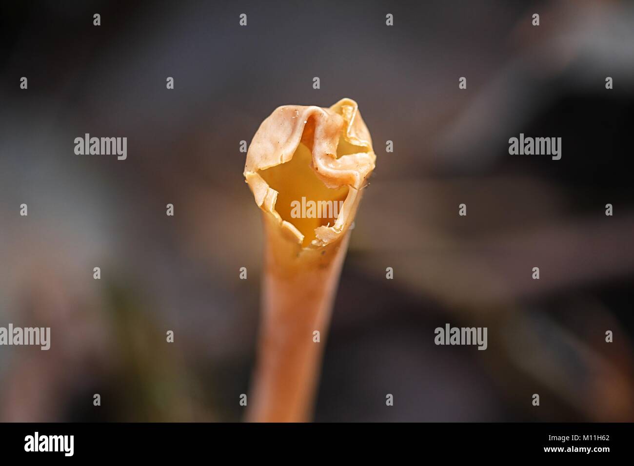 Club fungi hi-res stock photography and images - Alamy