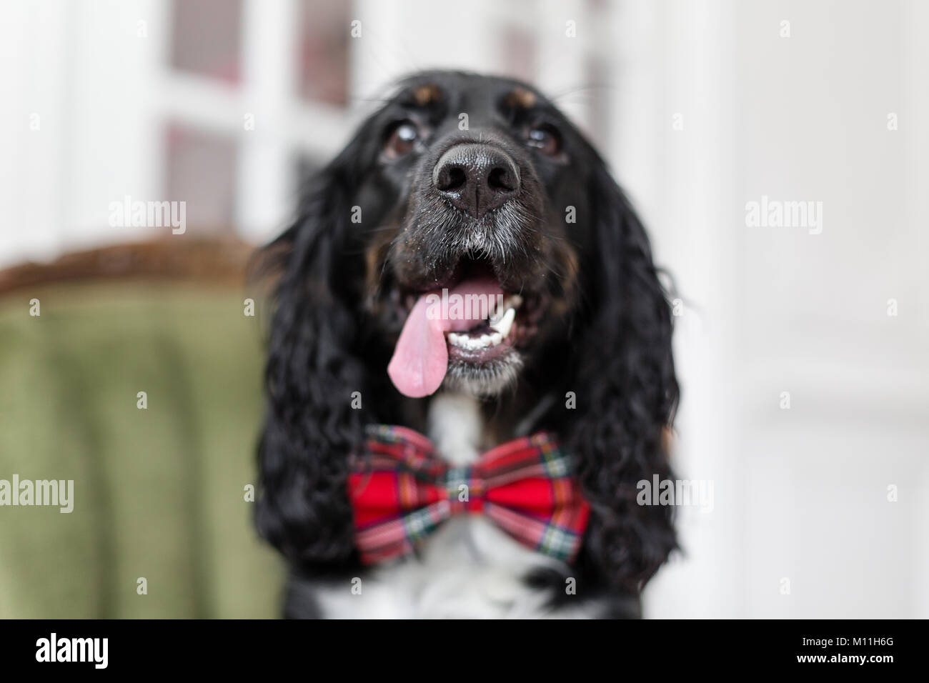 focus on the nose. Dog spaniel in a red bow tie in the interior of the ...