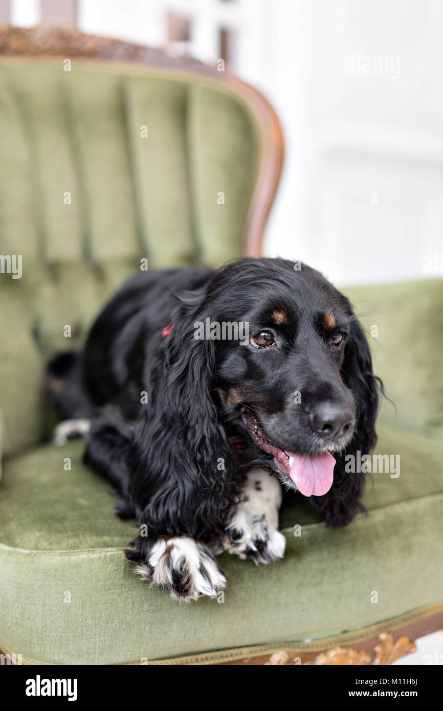 lie down. Dog spaniel in a red bow tie in the interior of the light ...
