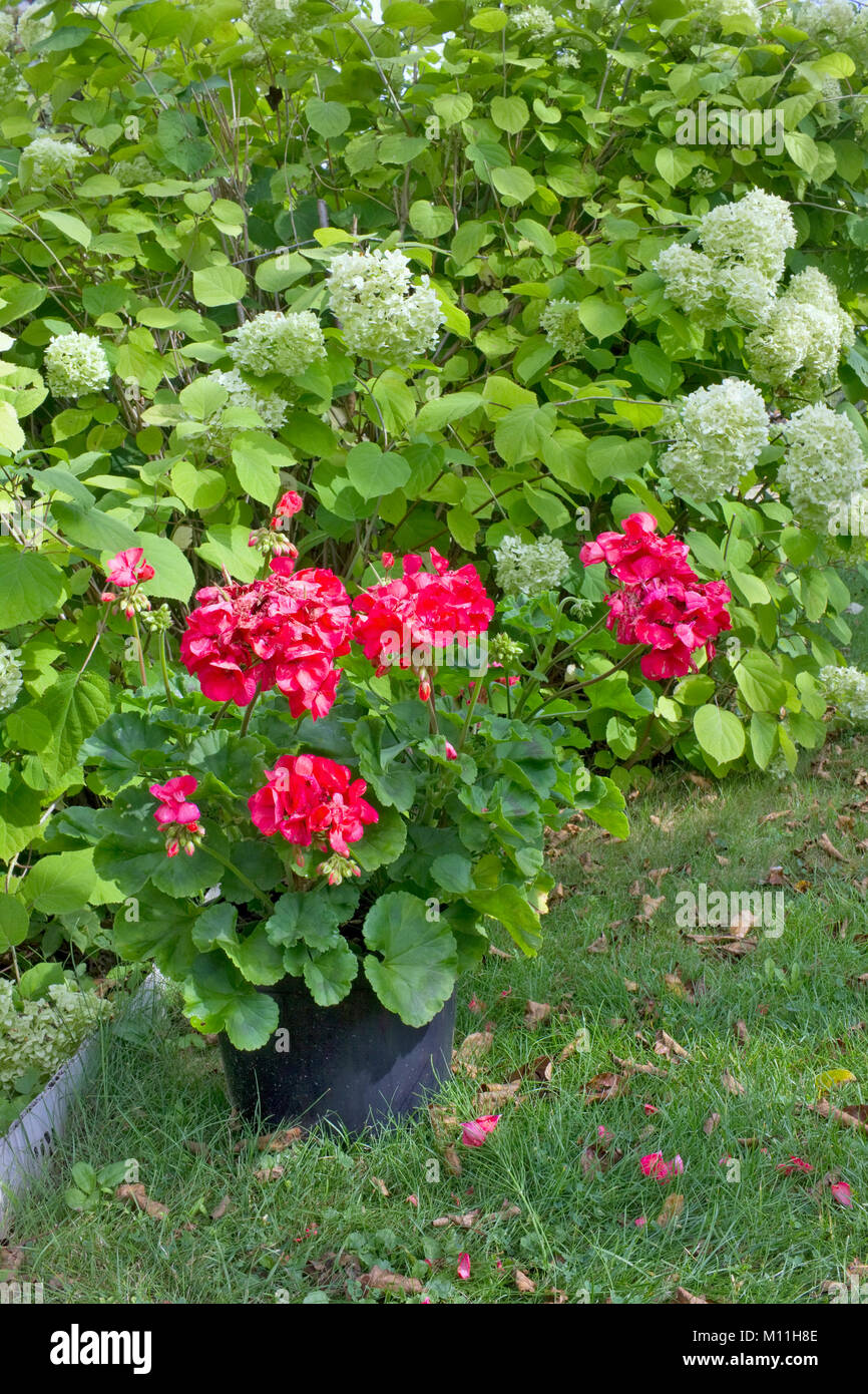 A pot of blooming red geranium is on the grass near the hydrangea bush ...