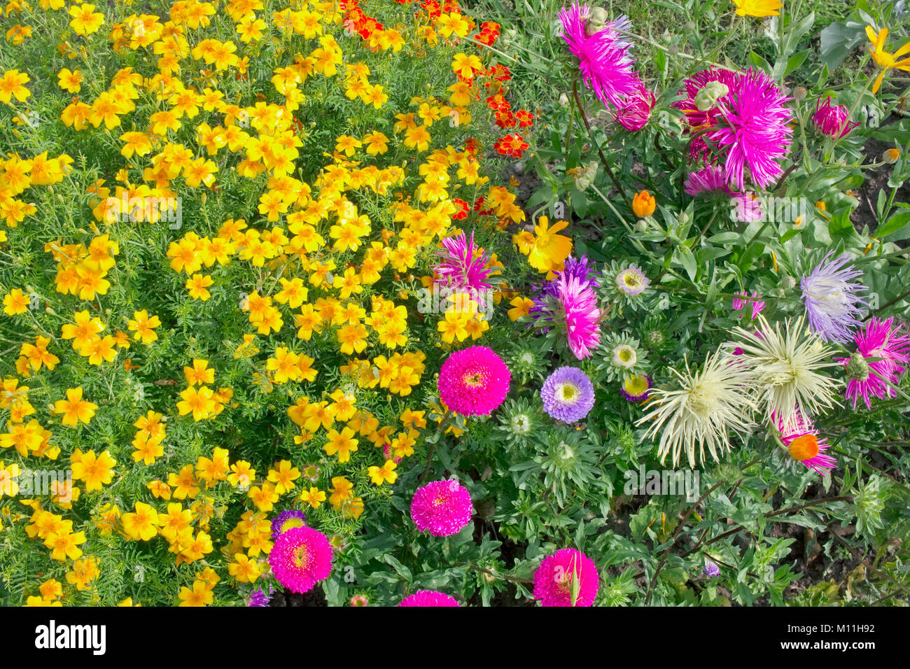 Floral real outdoor background from bolossom marigolds and autumn ...