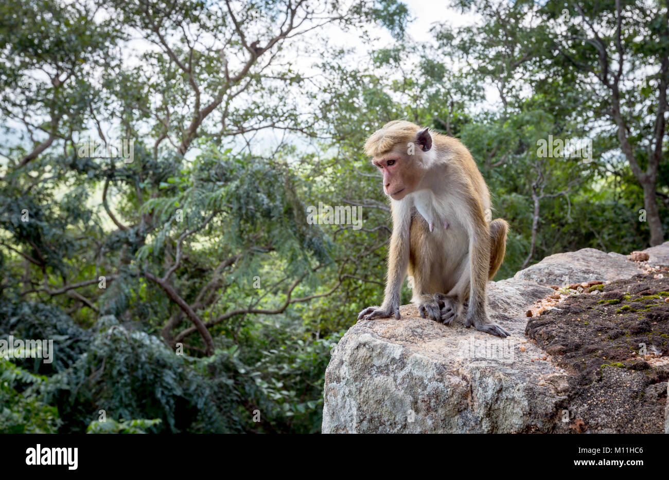 Monkey sit hi-res stock photography and images - Alamy