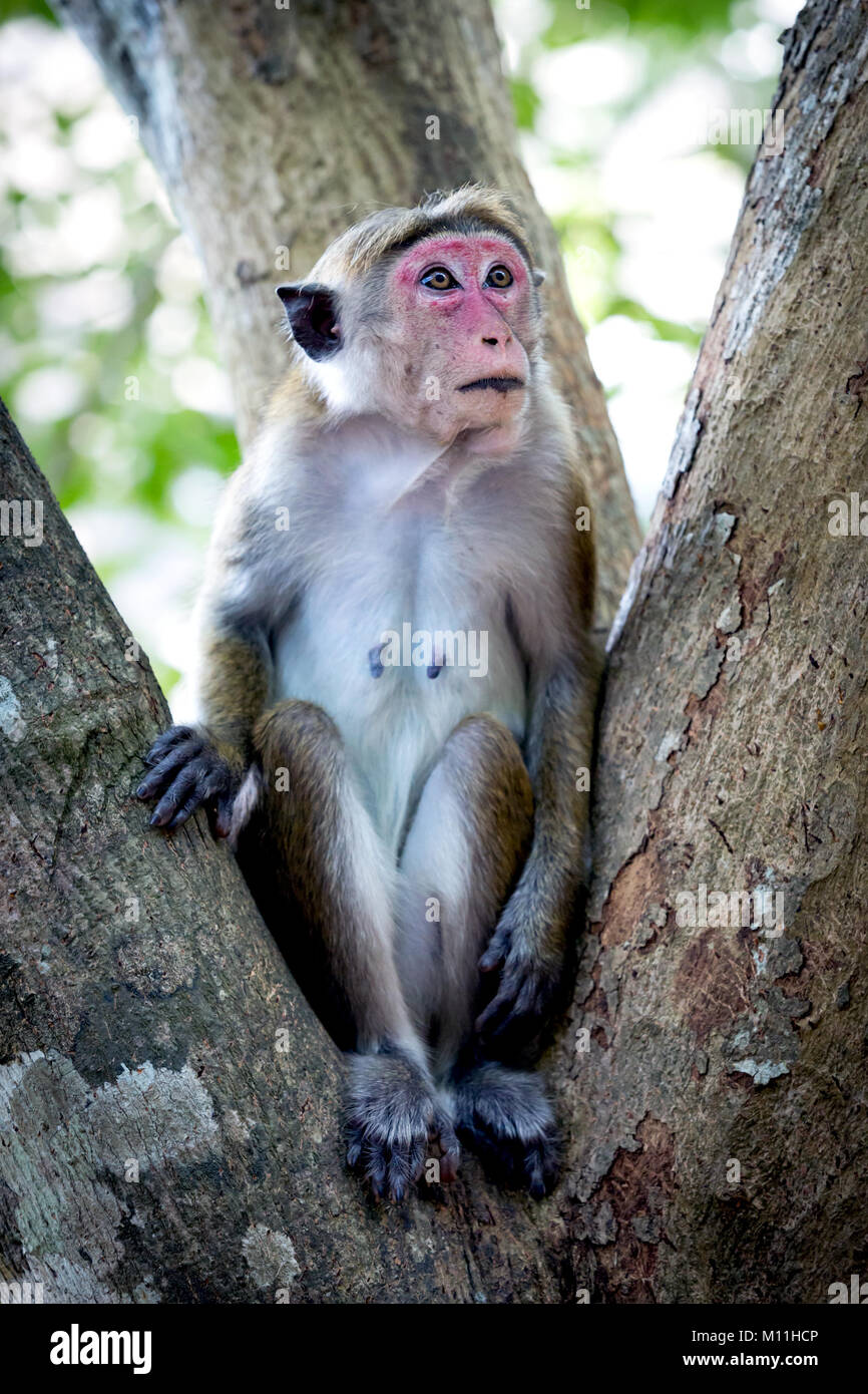 Monkey set on tree hi-res stock photography and images - Alamy