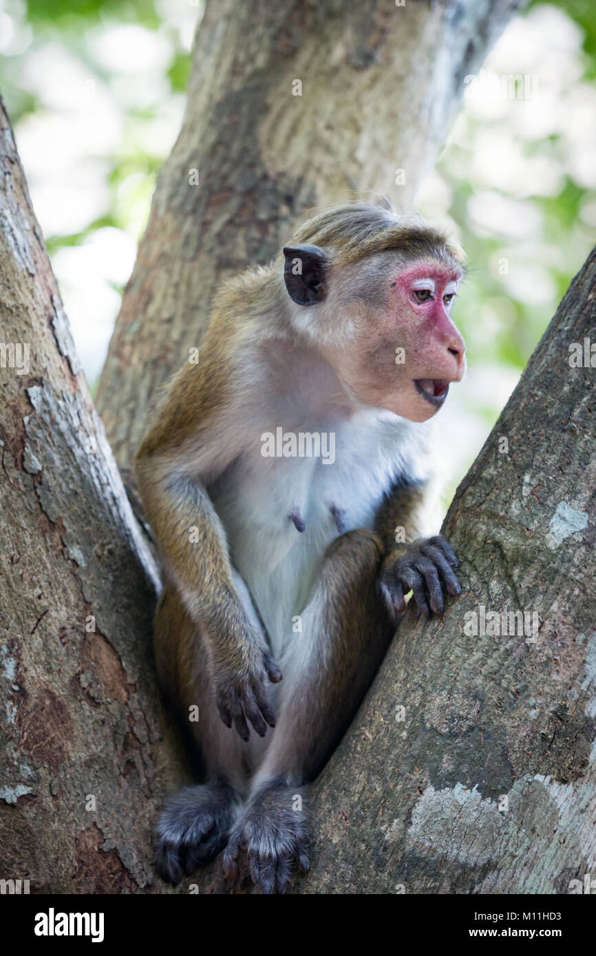 curious monkey on tree in jungle Stock Photo - Alamy