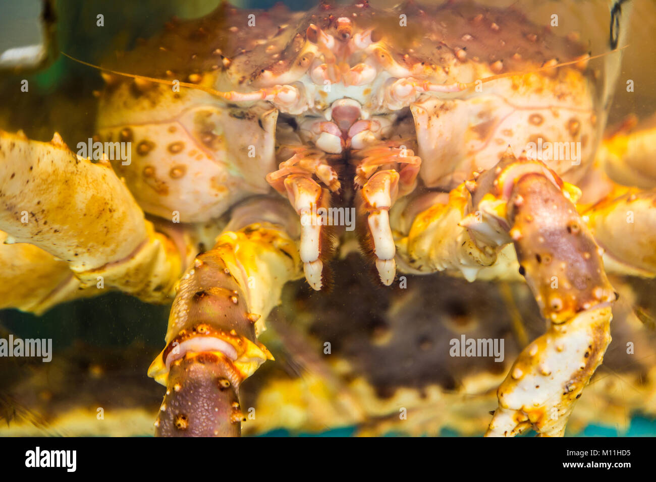 Front section view of large size live red king crab, tarabagani, in ...