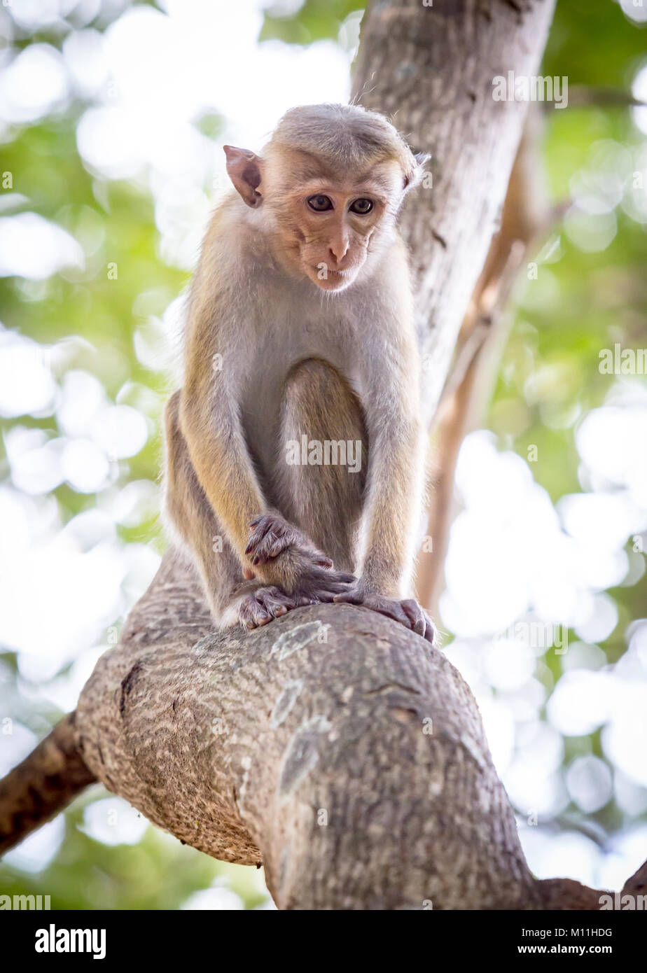 small monkey on tree stem in jungle Stock Photo - Alamy