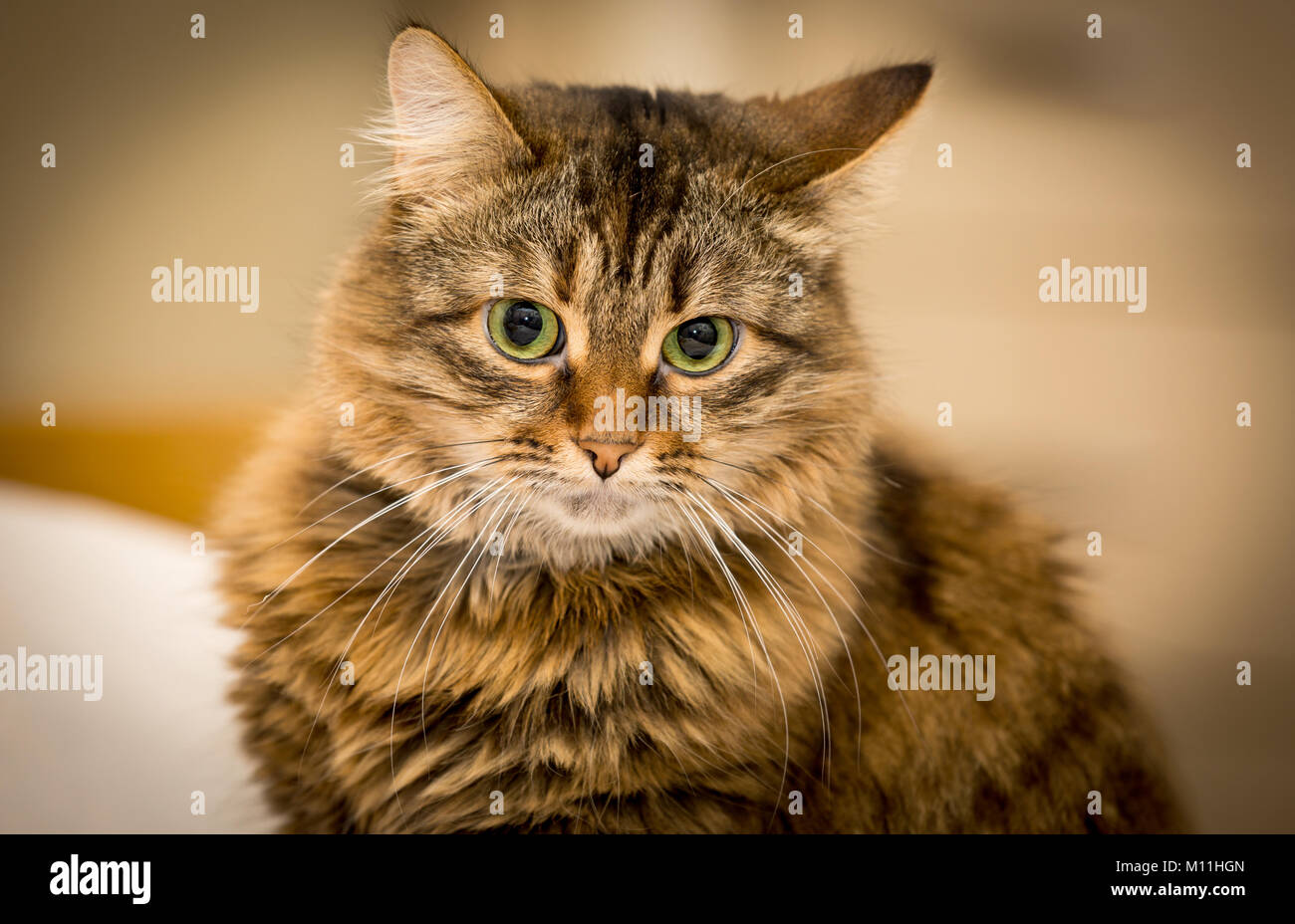 Portrait of serious funny cat Stock Photo - Alamy