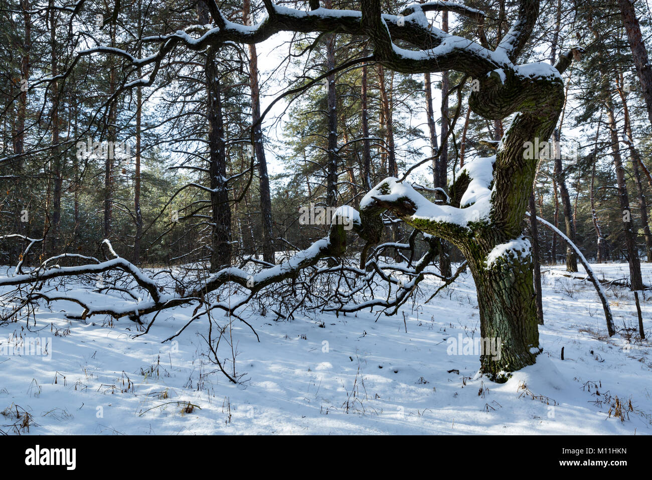 old oak tree in winter forest Stock Photo - Alamy