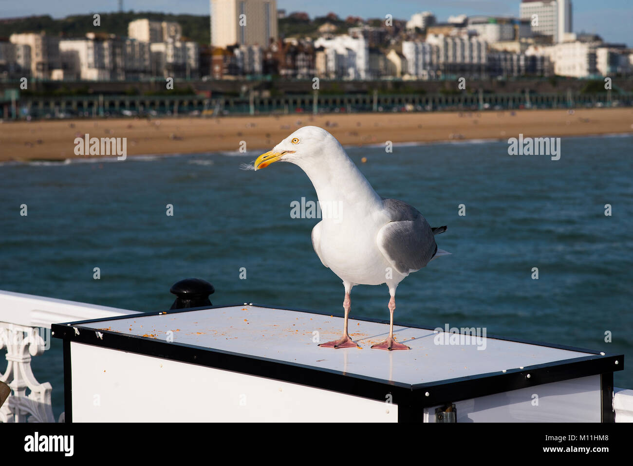 Seagull on Brighton Pier Stock Photo - Alamy