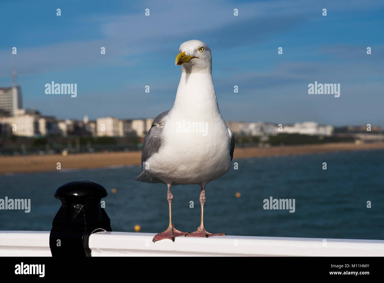 Brighton gull hi-res stock photography and images - Alamy