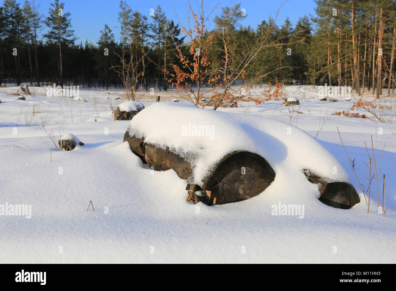 Beautiful forest clearing under hi-res stock photography and images - Alamy