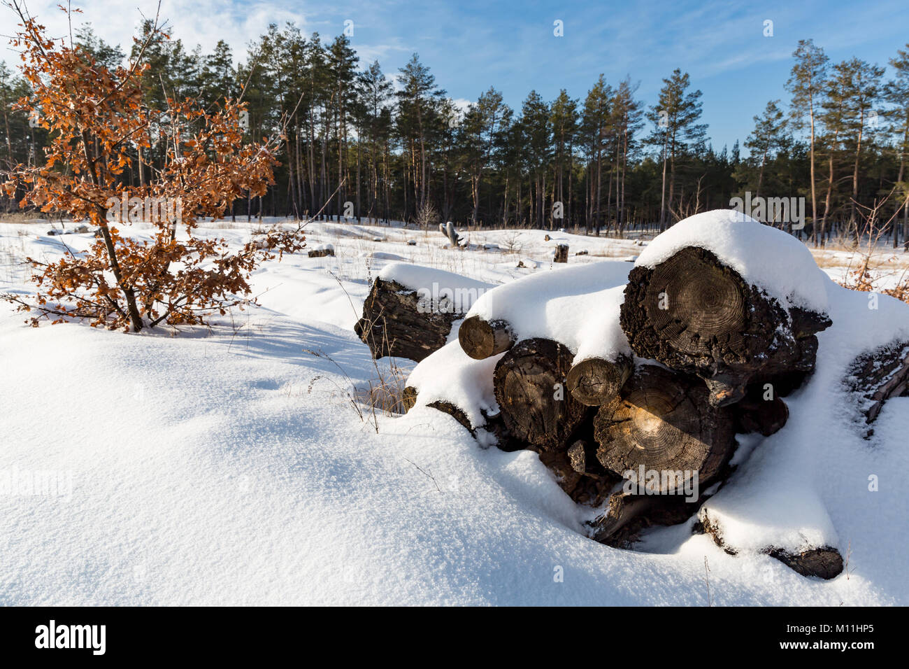 old woods under snow on autumn tree background Stock Photo - Alamy