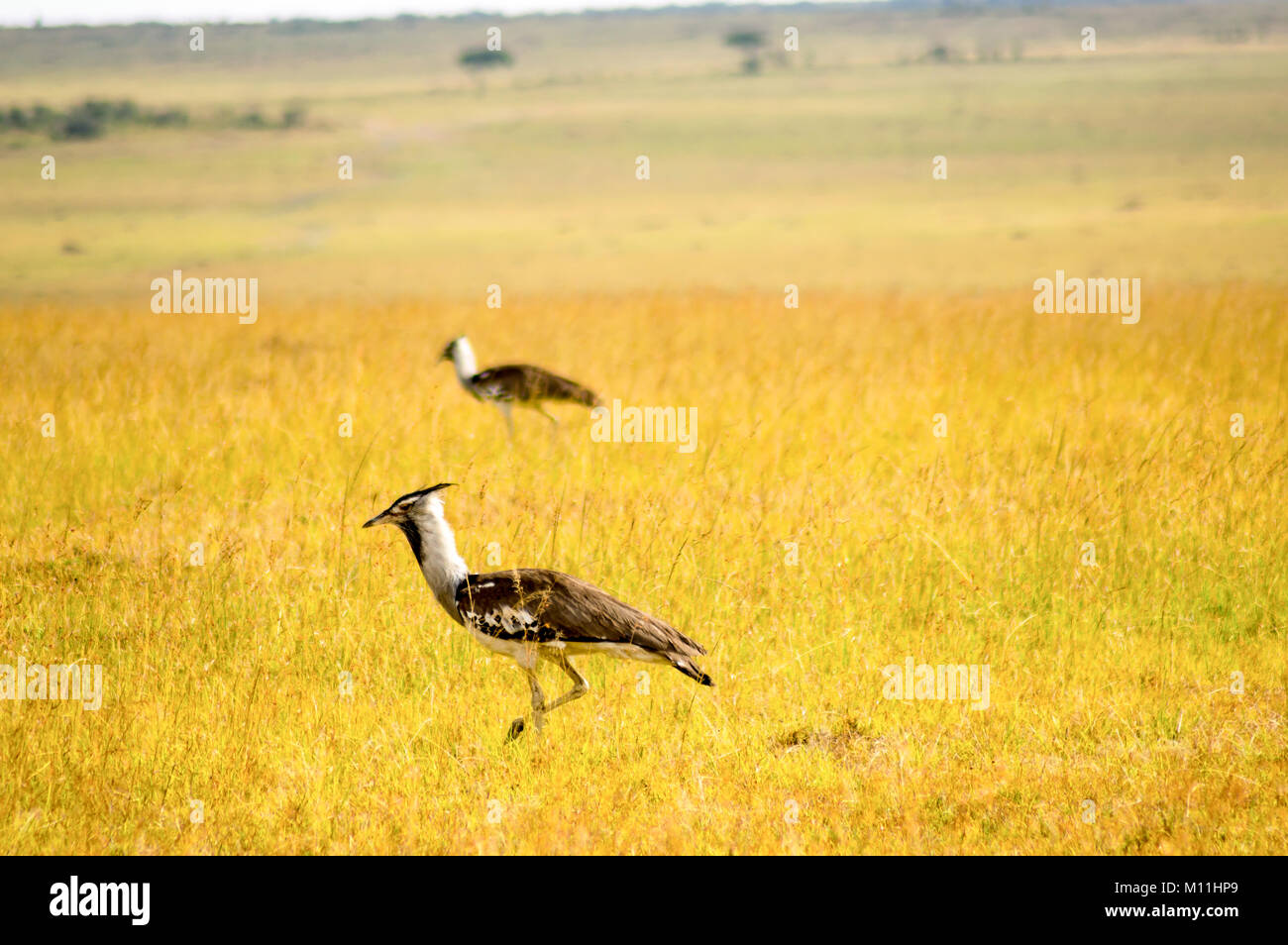 Secretary Bird or Secretary Bird (Sagittarius snake) in the savannah of ...