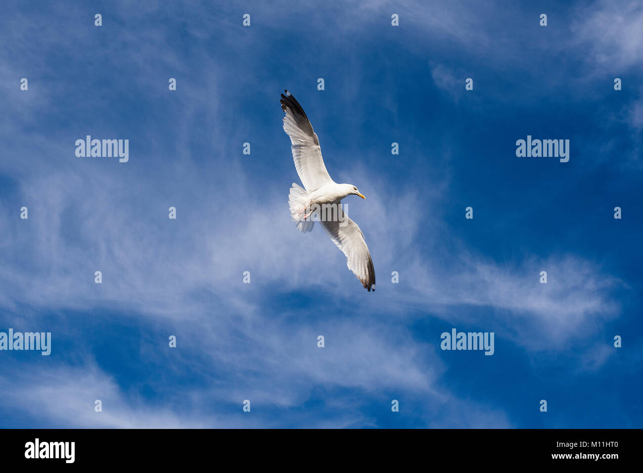 Seagull in the sky Stock Photo - Alamy
