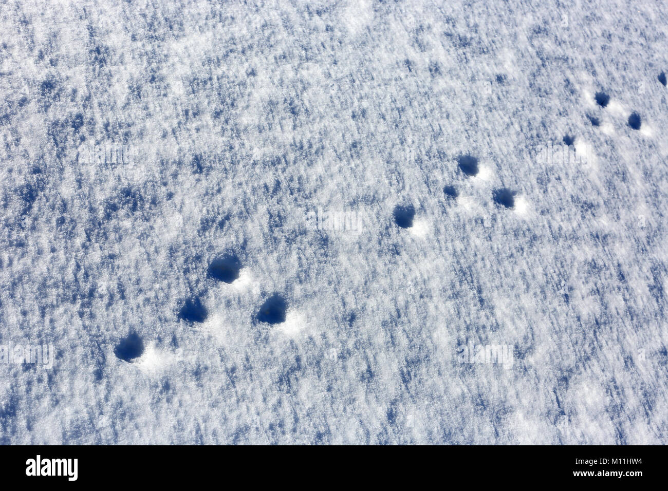 Footprints in the snow - abstratc natural background Stock Photo - Alamy