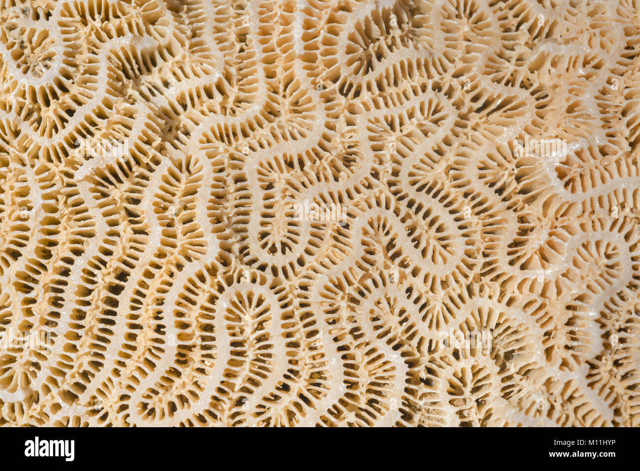 Coral fossil texture background Stock Photo - Alamy