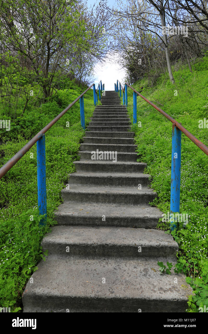 stairs in green forest in spring time Stock Photo - Alamy